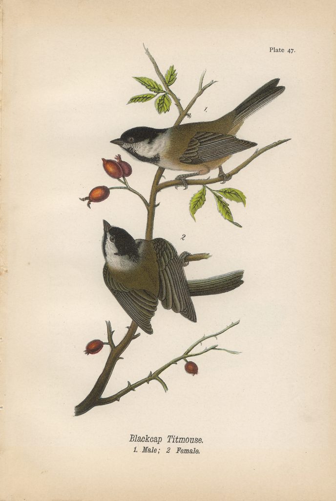 Blackcap Titmouse Vintage Color Illustration Framed Print – Madison Bay ...